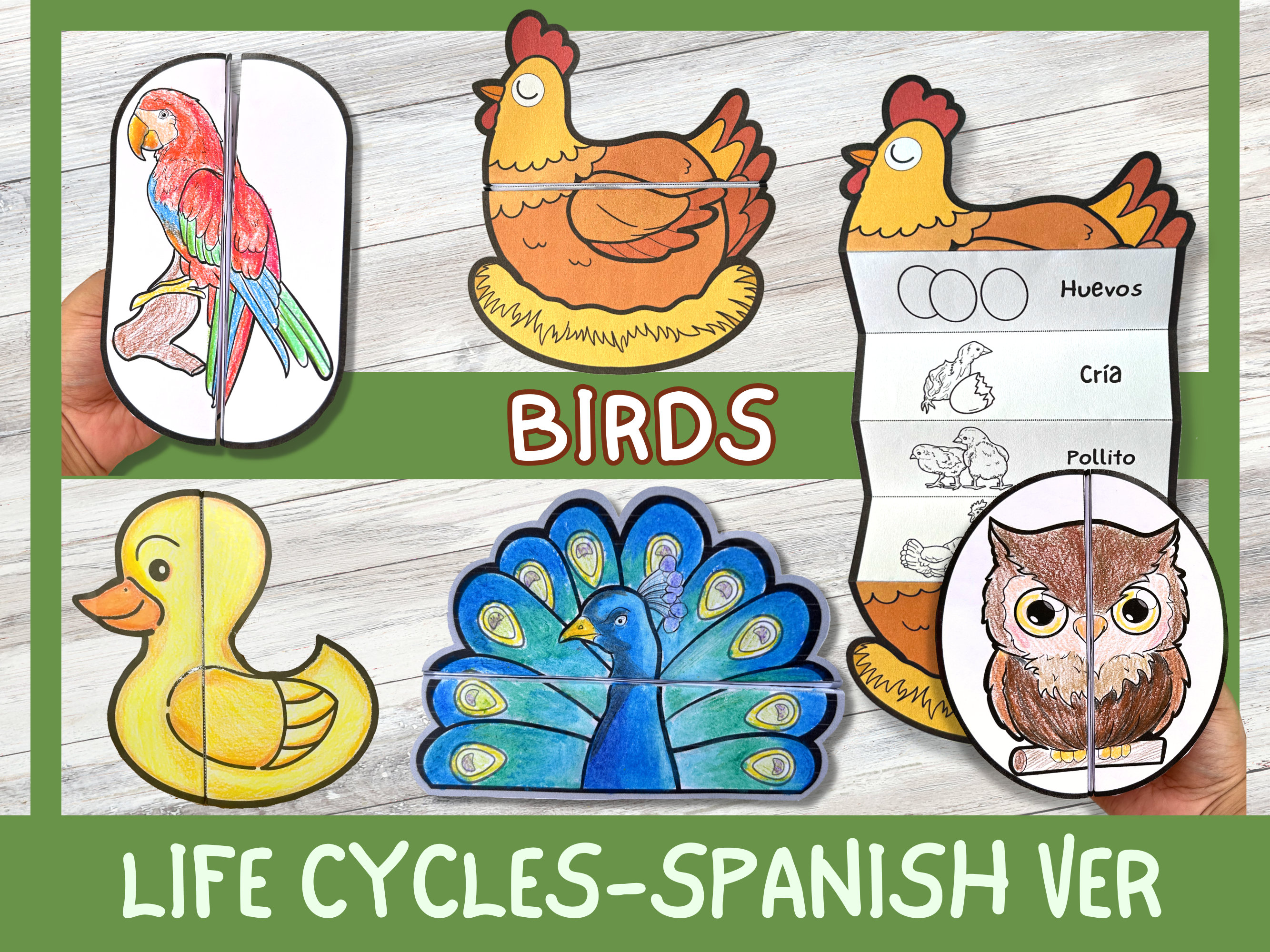 SPANISH Bird Life Cycle Bundle of 6 Templates Duck, Chicken, Penguin ...