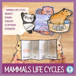 Foldable Life Cycle Bundle of 35 Templates | Discounts With Bundle ...