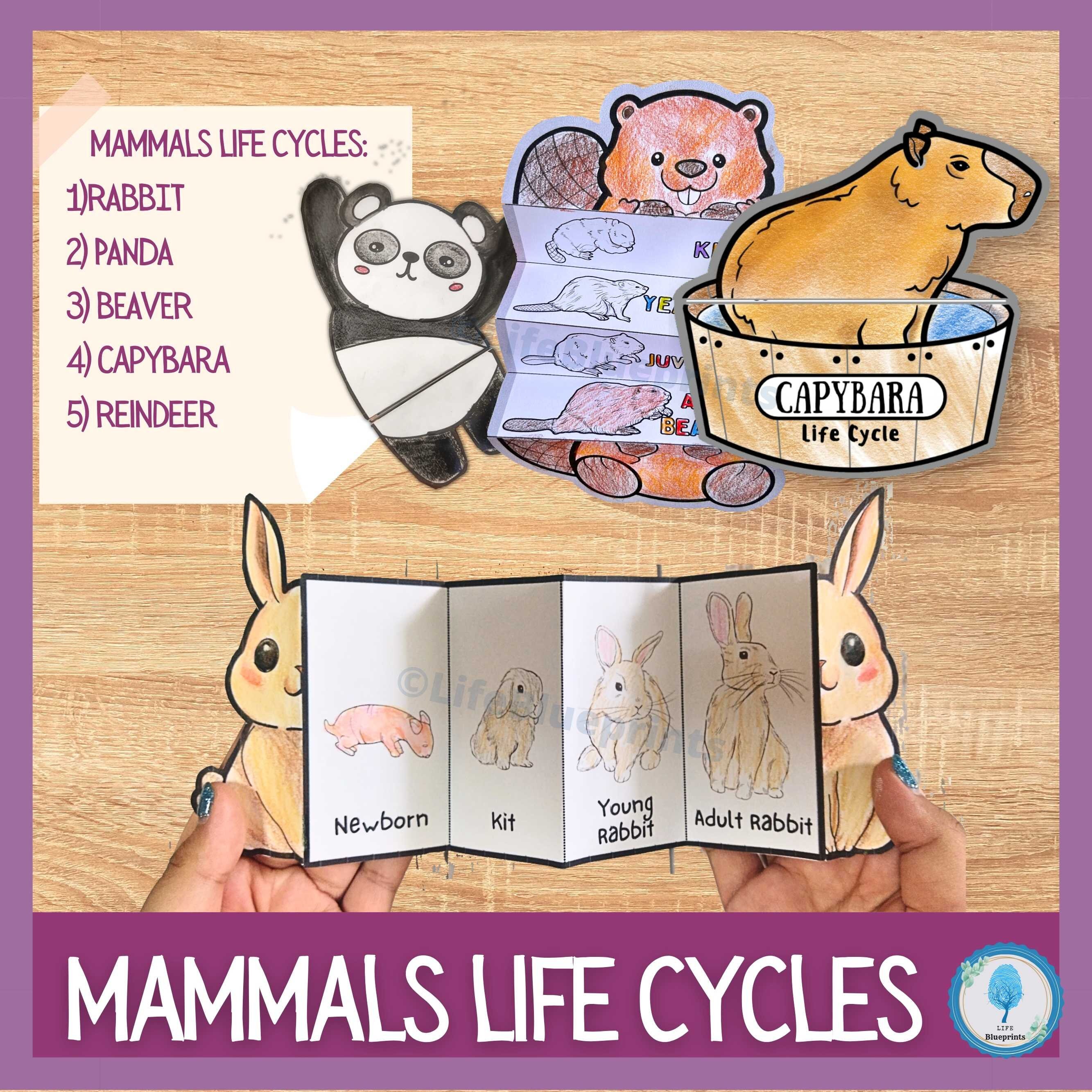 Foldable Life Cycle Bundle of 35 Templates Discounts With Bundle ...