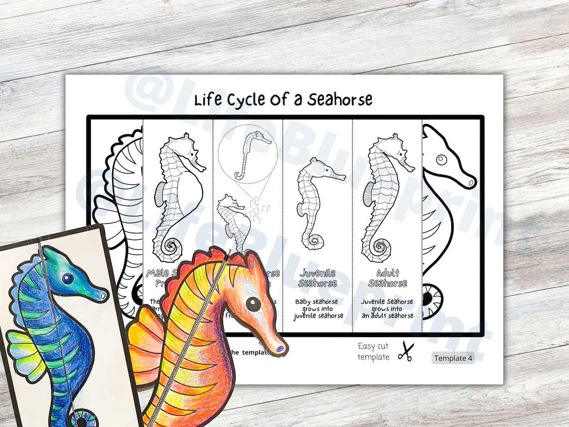 Foldable Seahorse Life Cycle Learning Activity for Kids - Etsy