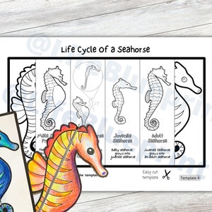 Foldable Seahorse Life Cycle Learning Activity for Kids Marine Life ...