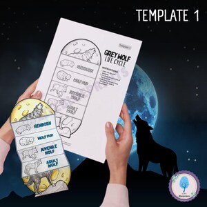 Grey Wolf Life Cycle Science Activity | Foldable Craft | Wolf Unit ...