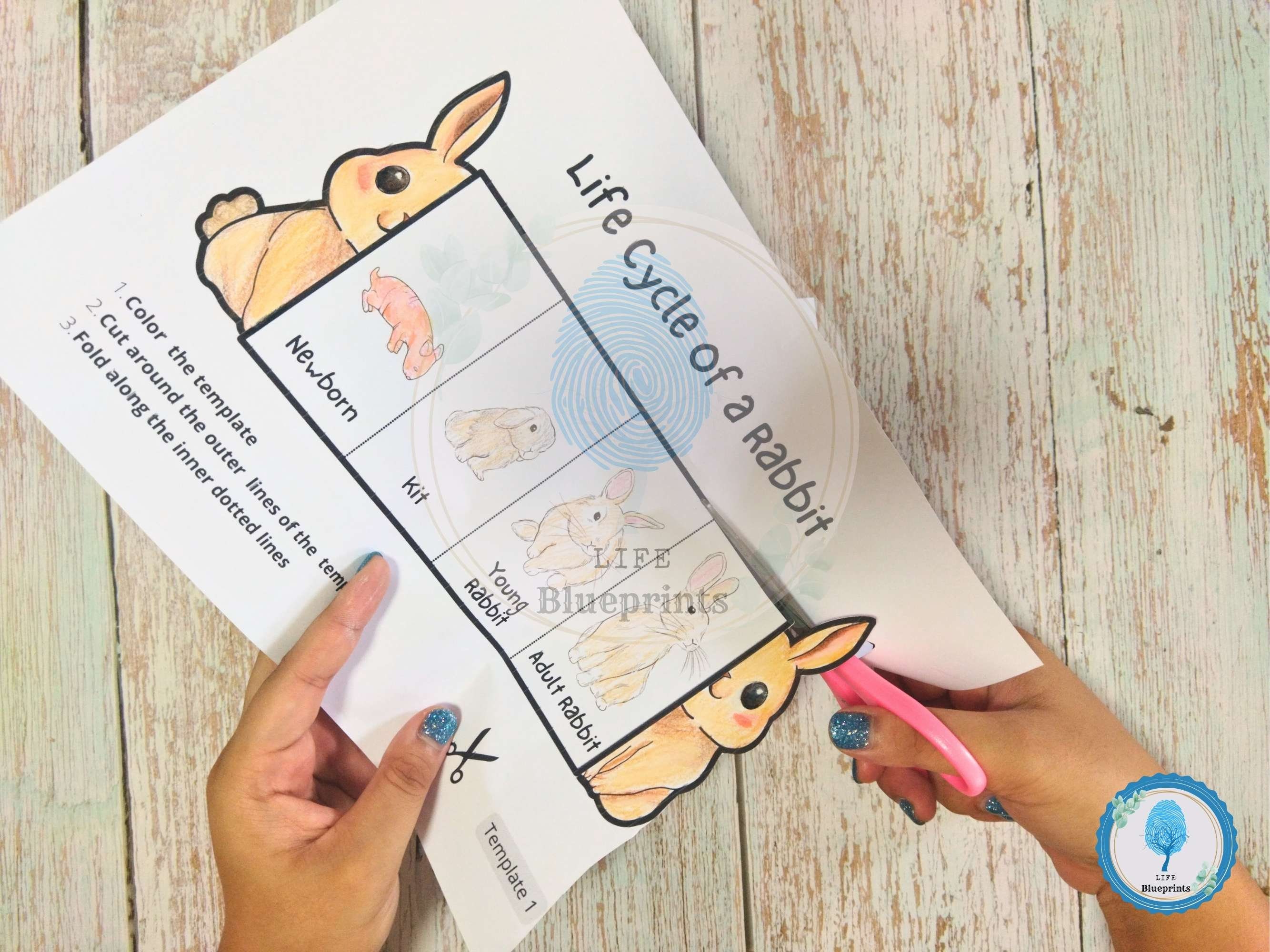 Rabbit Life Cycle Foldable Learning Activity for Kids | A4 and 11x8.5 ...
