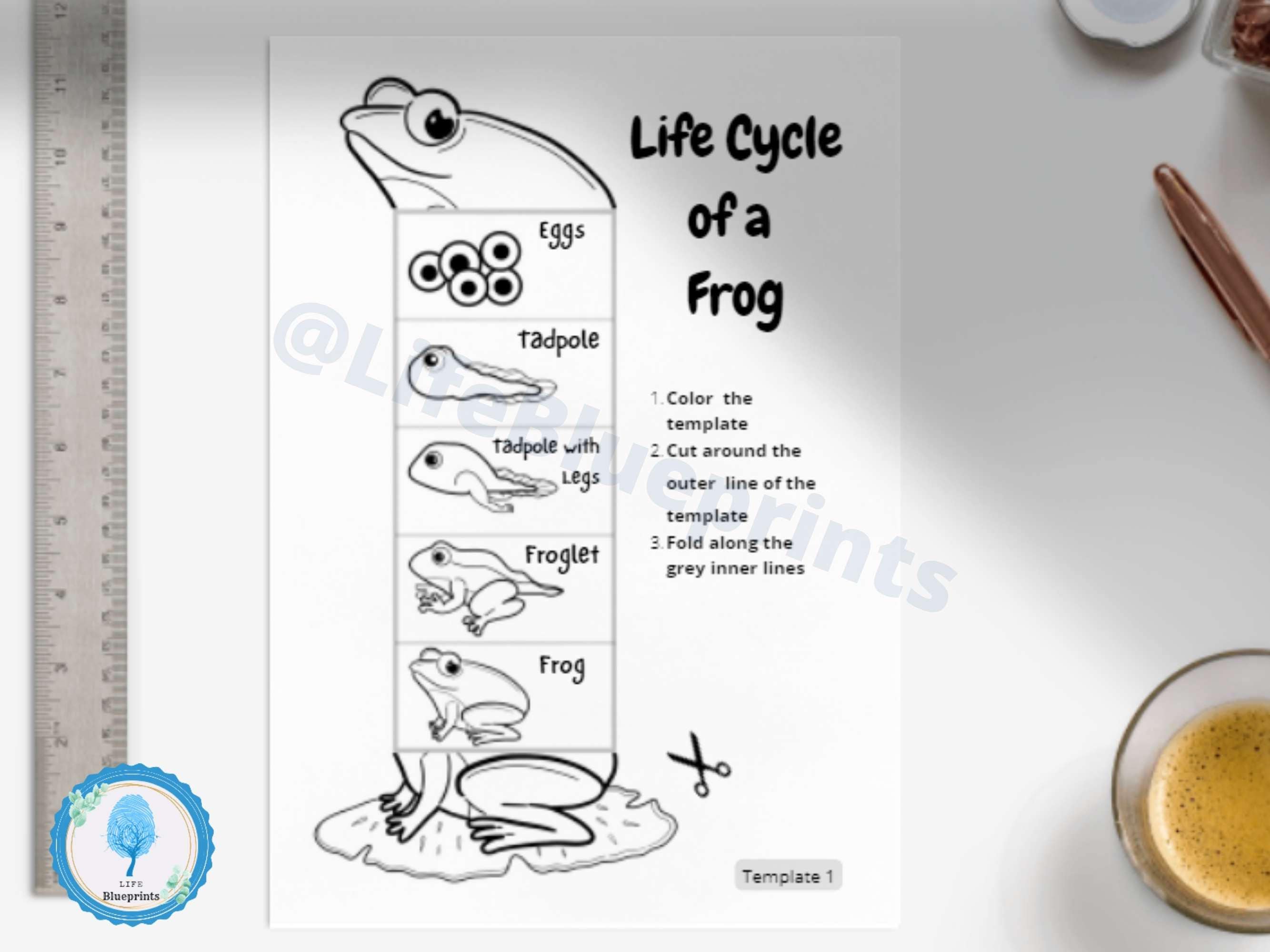 Foldable Frog Life Cycle Learning Activity for Kids | A4 and 11x8.5 ...