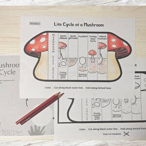 Foldable Mushroom Life Cycle Learning Activity for Kids A4 and 11x8.5 ...