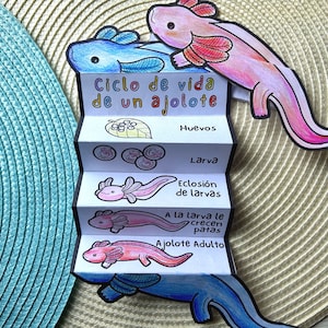 SPANISH Life Cycle of a Axolotl | Foldable Life Cycle Craft | Digital ...