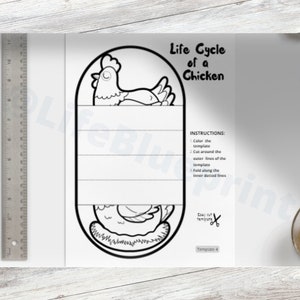 Foldable Chicken Life Cycle Learning Activity for Kids A4 and 11x8.5 ...