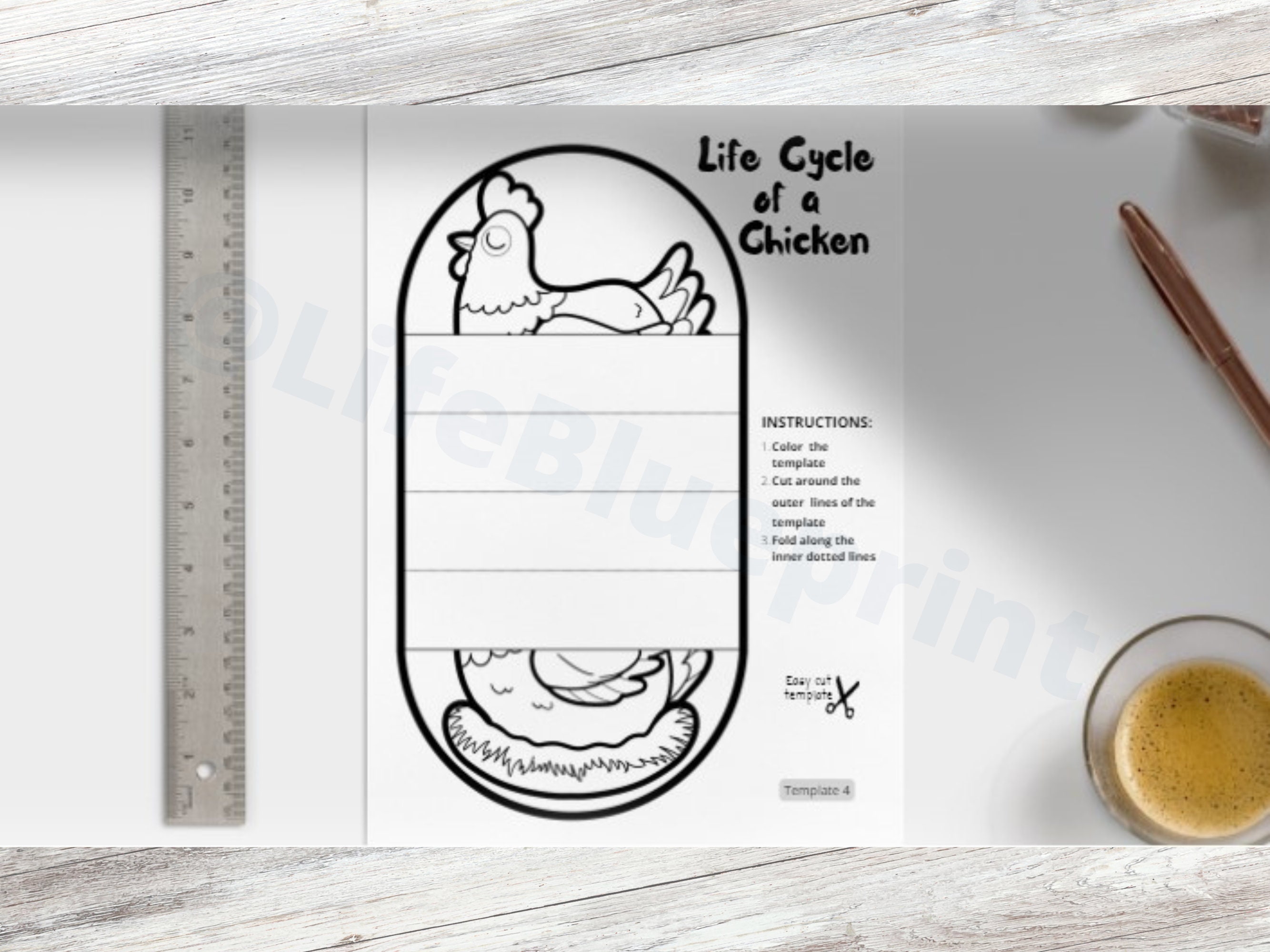 Foldable Chicken Life Cycle Learning Activity for Kids A4 - Etsy