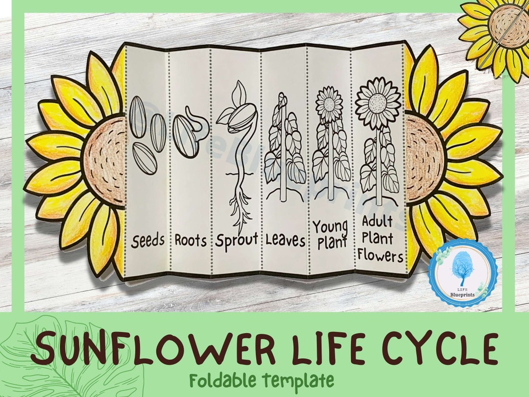 Foldable Sunflower Life Cycle Learning Activity for Kids | A4 and 11x8 ...