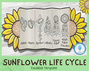Foldable Bee Life Cycle Learning Activity for Kids A4 and 11x8.5 Inch ...