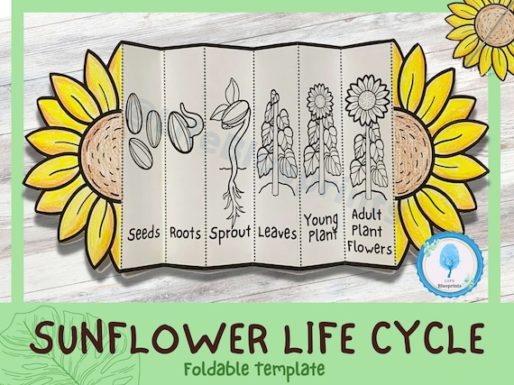 Sunflower Life Cycle Craft