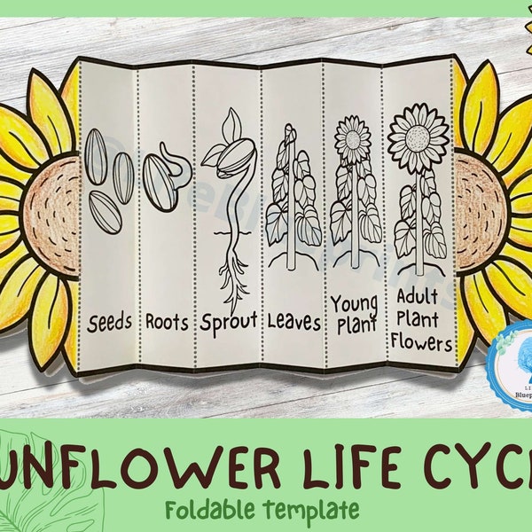 Life Skill Transfer - Etsy UK