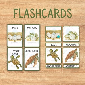 Turtle Life Cycle Unit Study | Poster, Flashcards, Lesson Plan | Nature ...