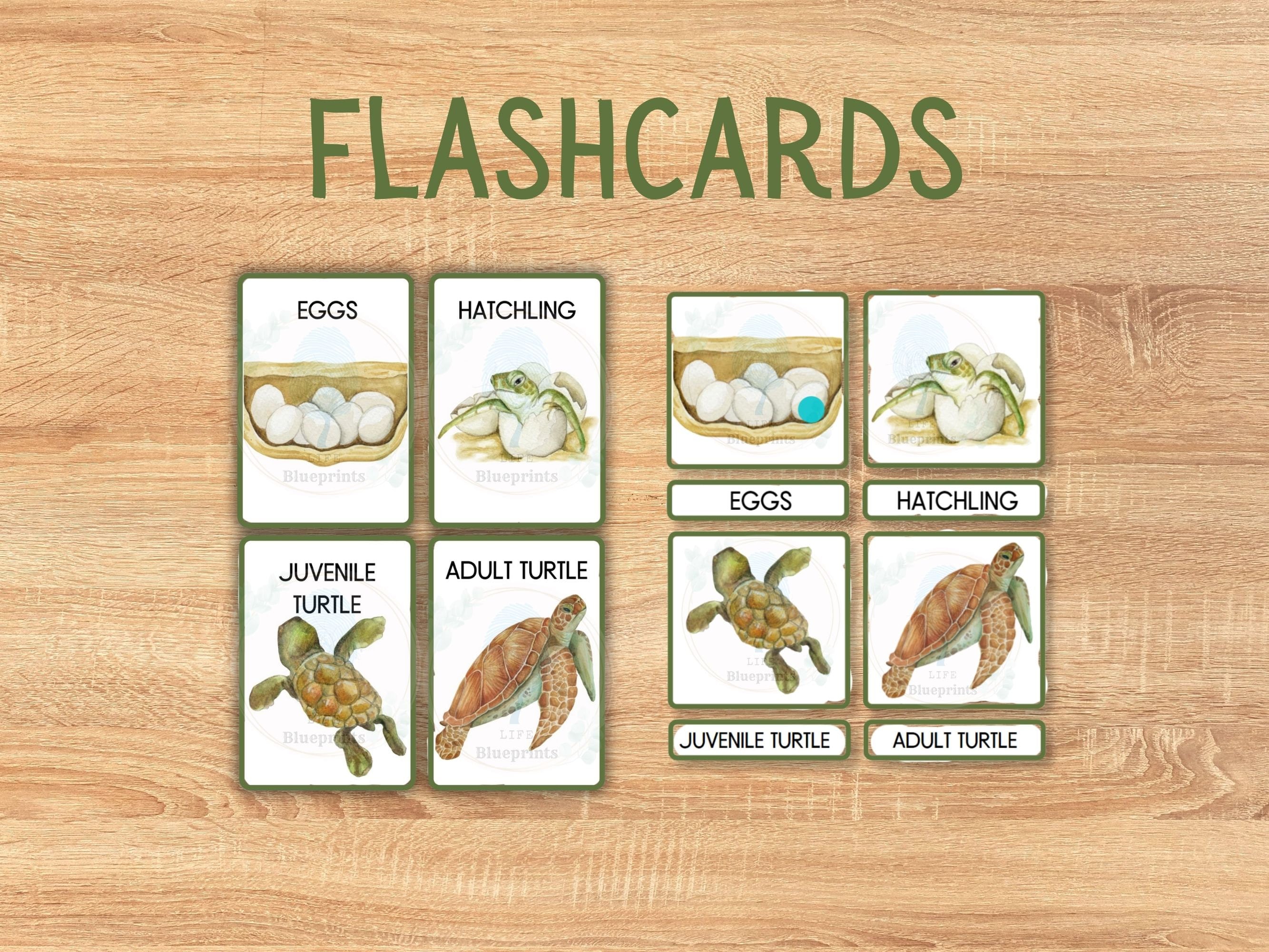 Turtle Life Cycle Unit Study Poster, Flashcards, Lesson Plan Nature ...