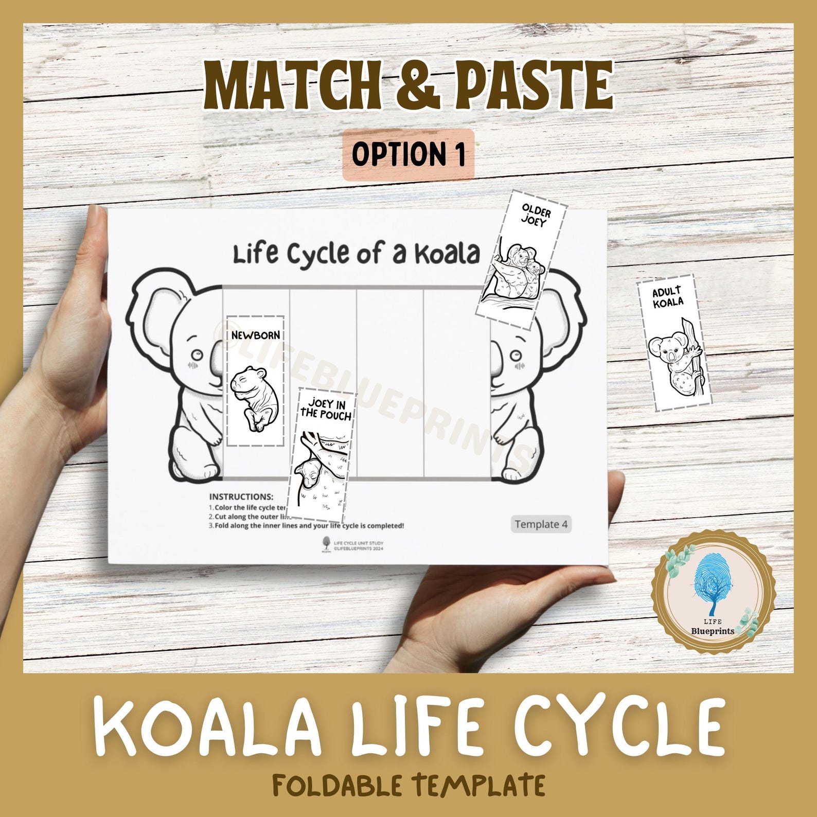 Koala Life Cycle Science Activity for Kids | Foldable Craft | Koala ...