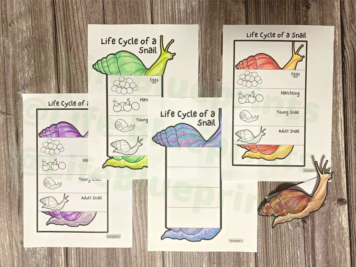 Foldable Snail Life Cycle Learning Activity for Kids A4 and - Etsy