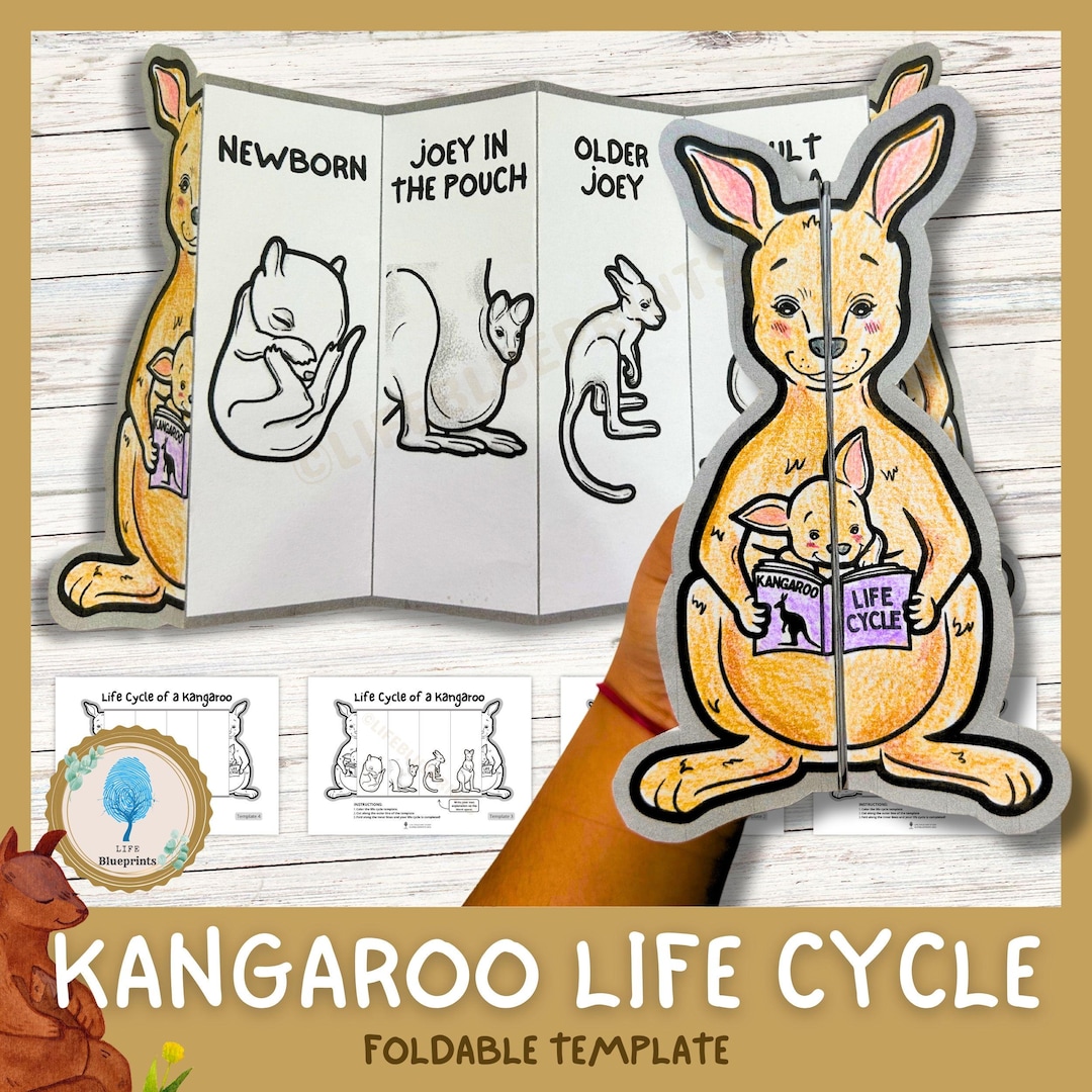 Kangaroo Life Cycle Activity for Kids | Foldable Craft | Australian ...