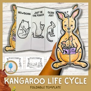 Kangaroo Life Cycle Activity for Kids | Foldable Craft | Australian ...