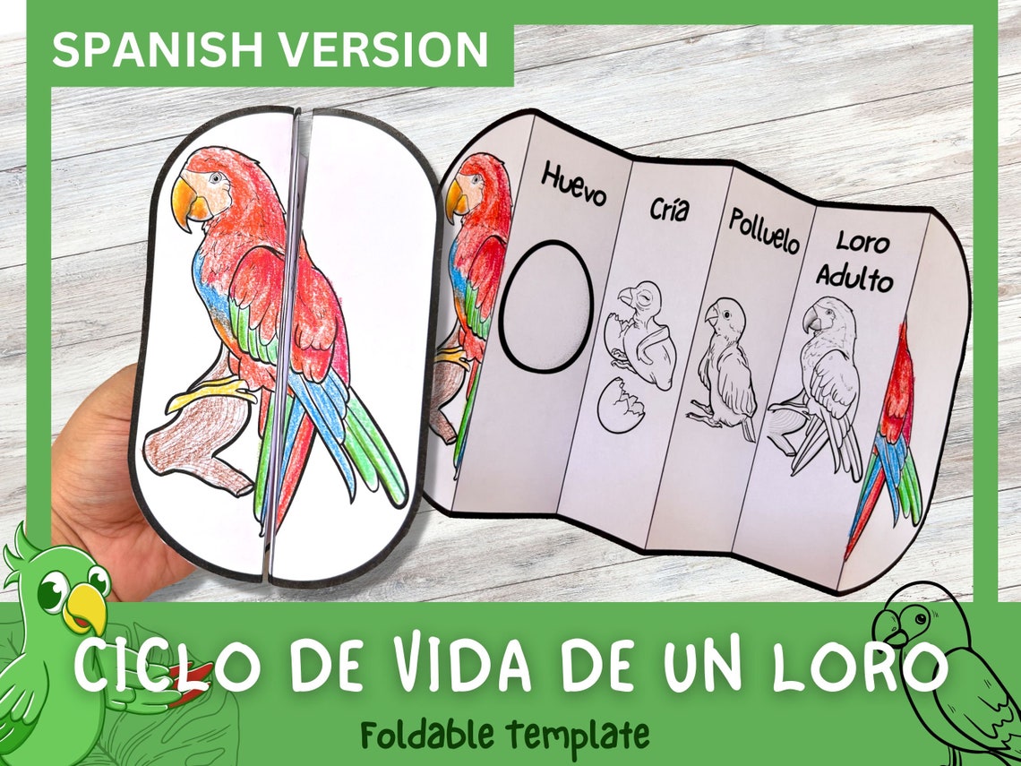 SPANISH Parrot Life Cycle Learning Activity for Kids Montessori ...