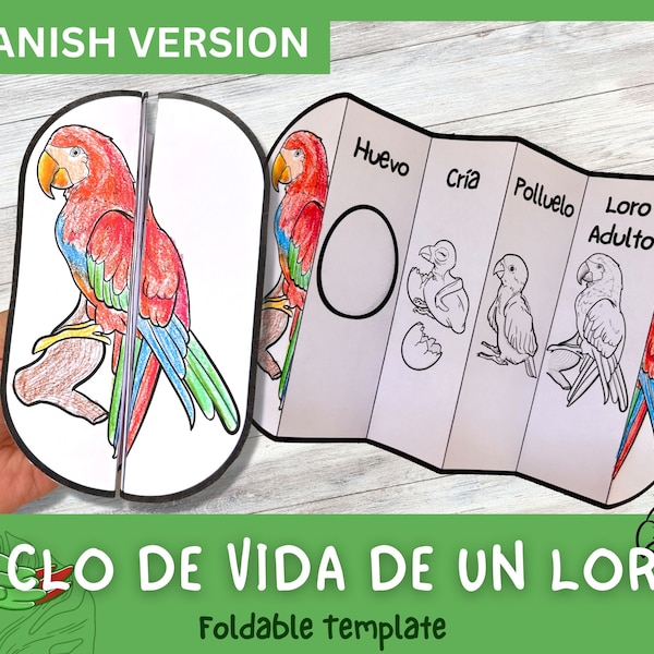 SPANISH Life Cycle of Penguin Foldable Life Cycle Craft Digital ...
