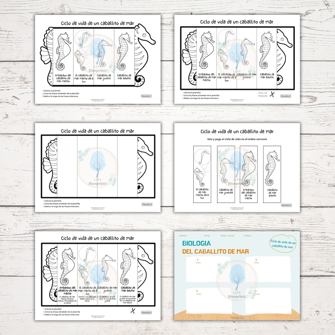 SPANISH Seahorse Life Cycle Learning Activity for Kids Marine Life Unit ...