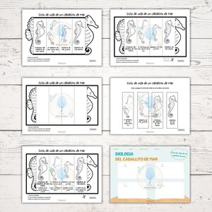 SPANISH Seahorse Life Cycle Learning Activity for Kids | Marine Life ...
