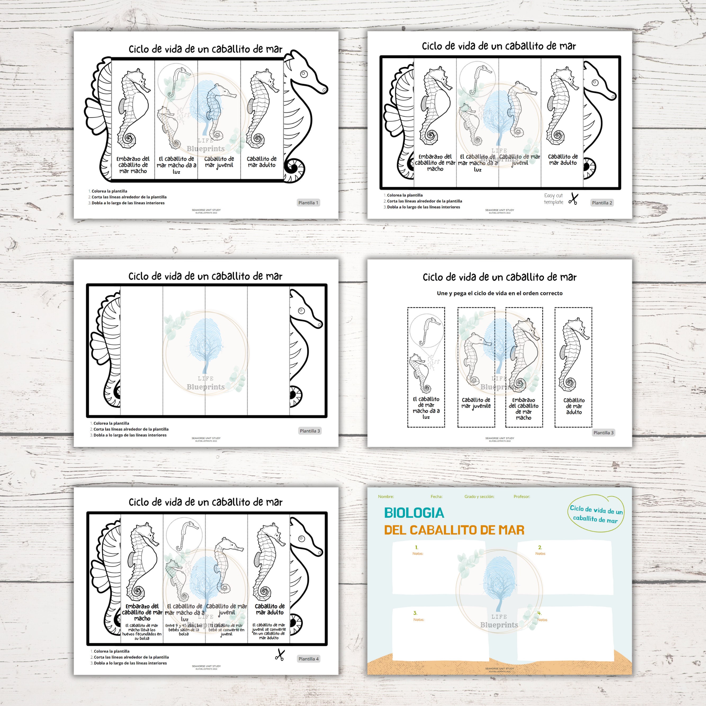 SPANISH Seahorse Life Cycle Learning Activity for Kids Marine Life Unit ...