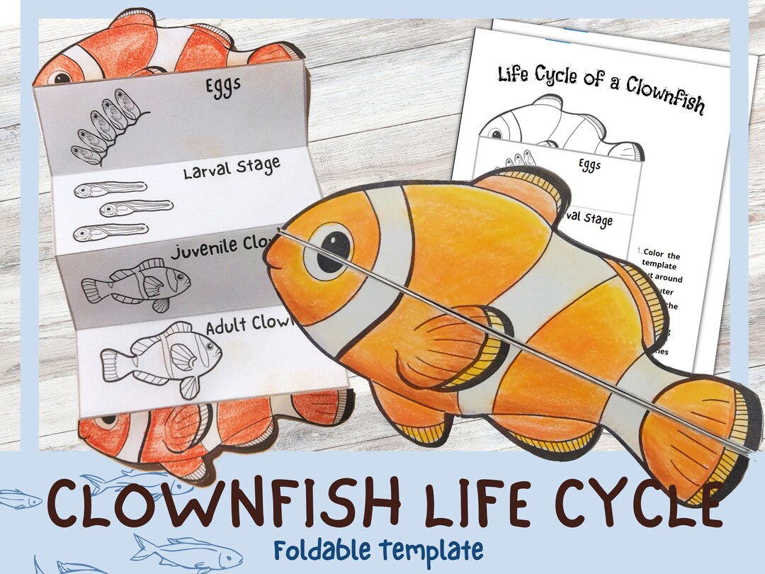 Foldable Clownfish Life Cycle Learning Activity for Kids A4 and 11x8.5 ...