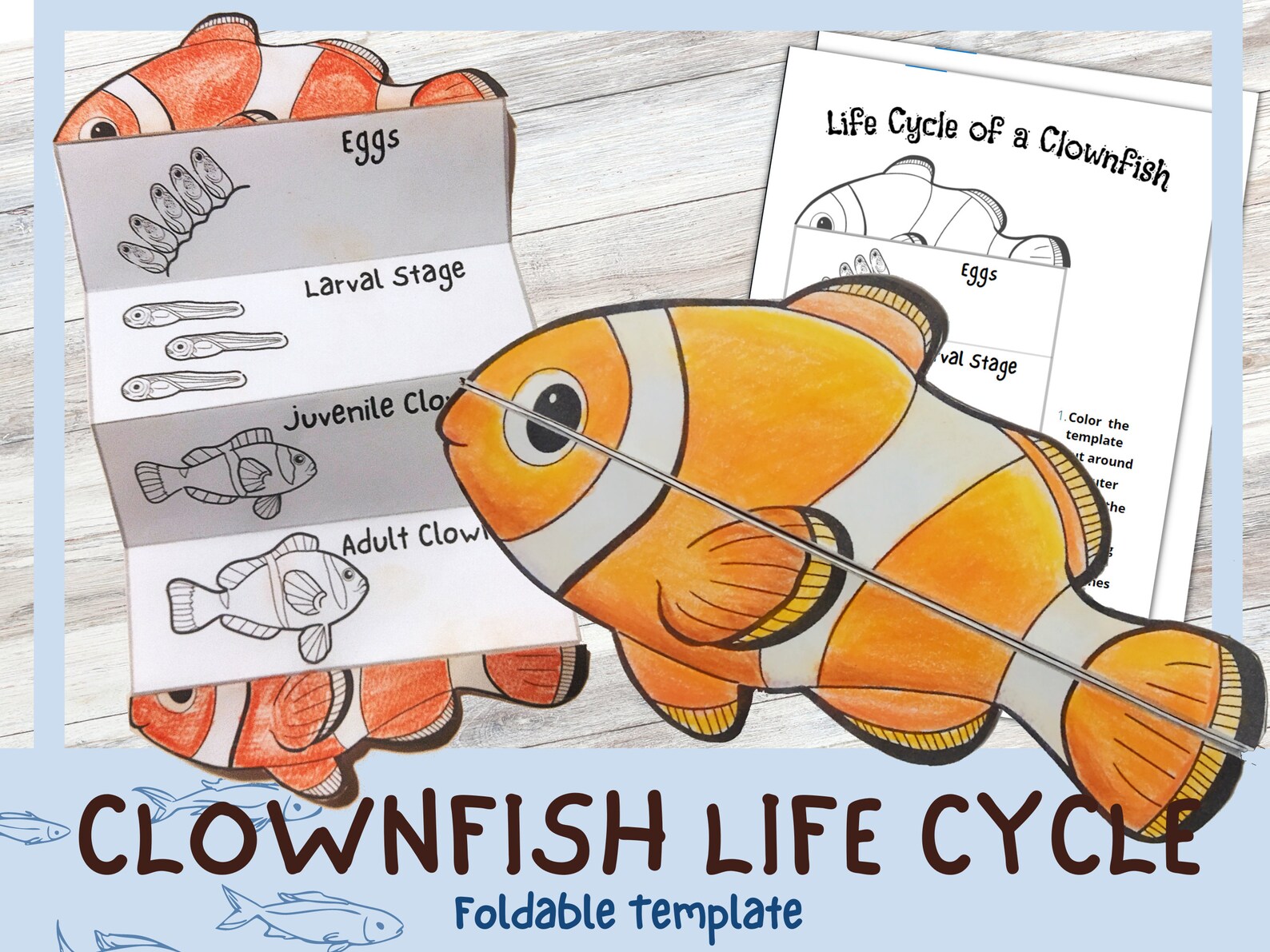 Foldable Clownfish Life Cycle Learning Activity for Kids A4 and 11x8.5 ...