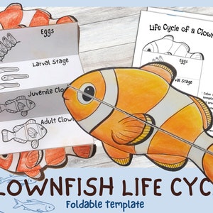 Foldable Clownfish Life Cycle Learning Activity for Kids A4 and 11x8.5 ...