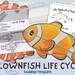 Foldable Clownfish Life Cycle Learning Activity for Kids A4 and 11x8.5 ...