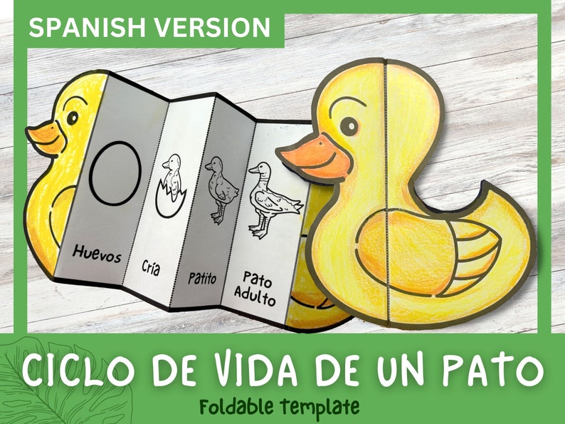 SPANISH Life Cycle of a Duck | Foldable Life Cycle Craft | Science ...