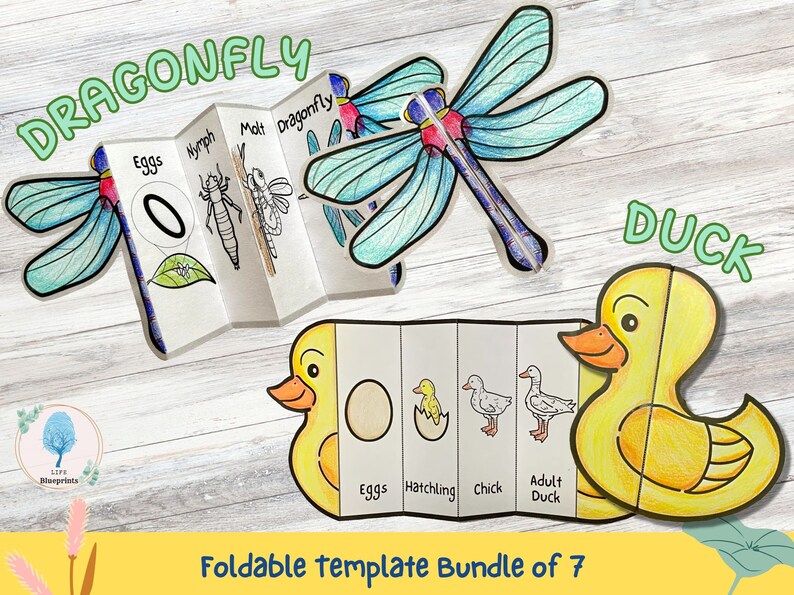 POND BIOME Life Cycle Bundle of 7 Templates Discounts With Bundle ...