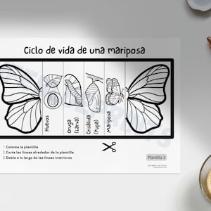 SPANISH Life Cycle of a Monarch Butterfly | Foldable Life Cycle Craft ...