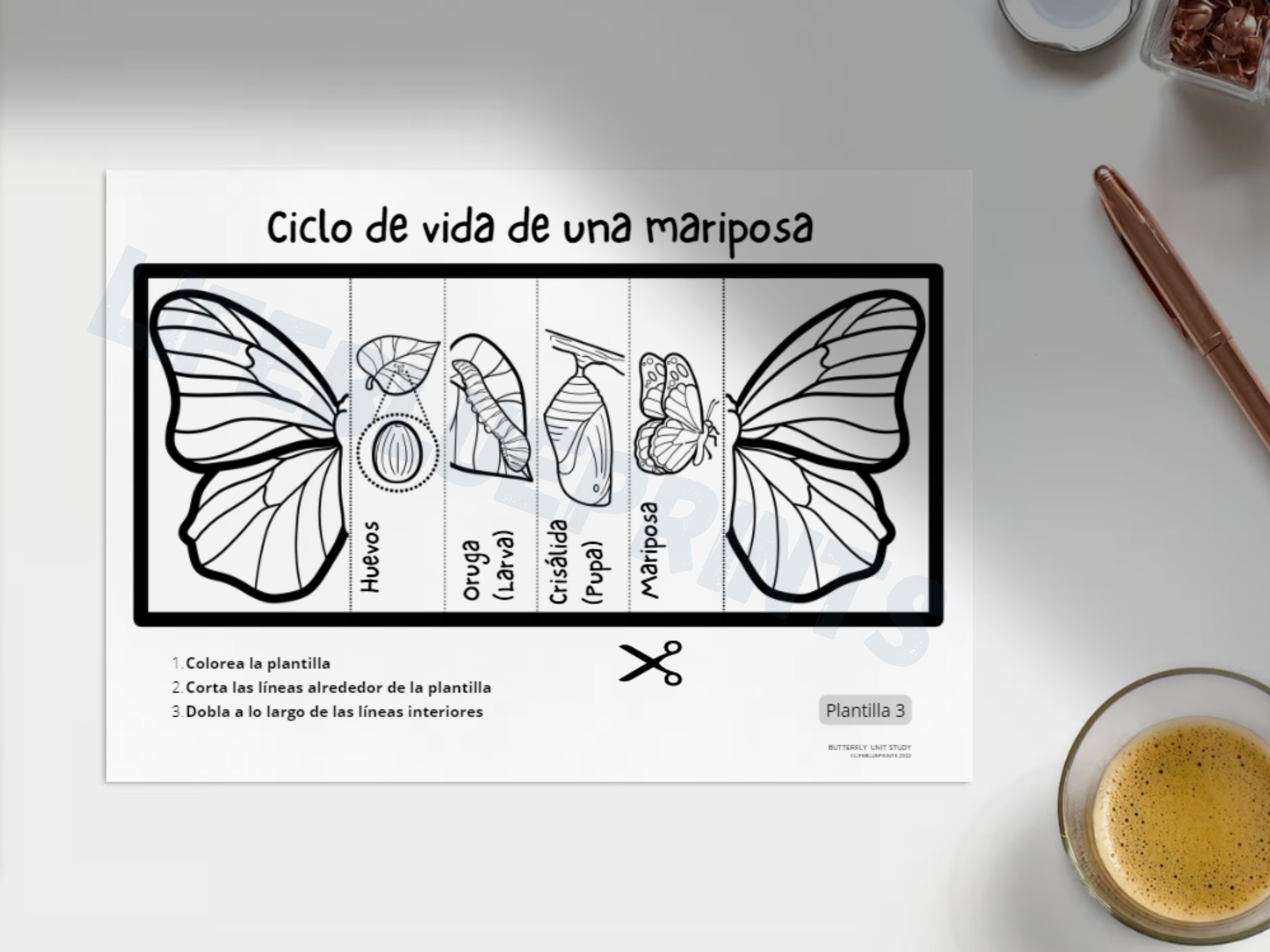 SPANISH Life Cycle of a Monarch Butterfly Foldable Life Cycle Craft ...