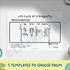 Foldable Dragonfly Life Cycle Learning Activity for Kids | A4 and 11x8 ...