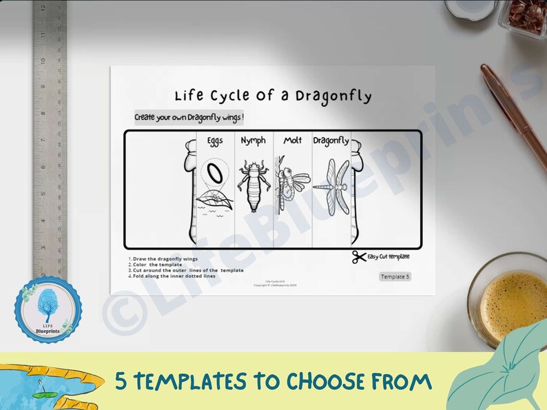 Foldable Dragonfly Life Cycle Learning Activity for Kids | A4 and 11x8 ...
