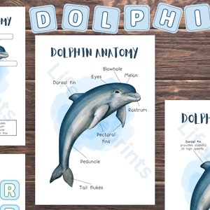Dolphin Anatomy Poster for Kids, Nature Study, Science, Montessori ...