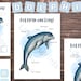 Dolphin Anatomy Poster for Kids, Nature Study, Science, Montessori ...