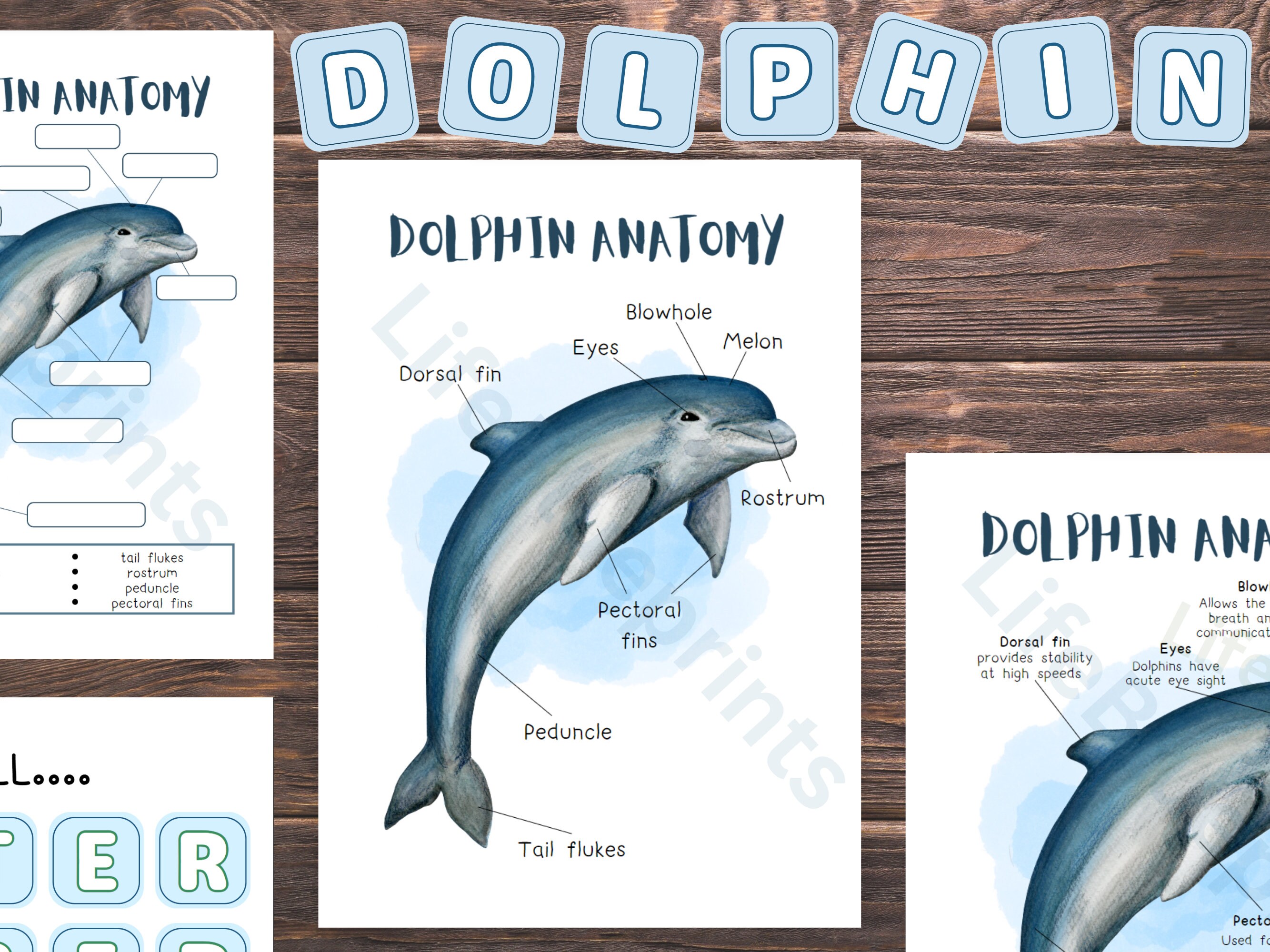Dolphin Anatomy Poster for Kids, Nature Study, Science, Montessori ...