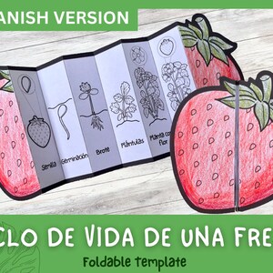 SPANISH Life Cycle of Plants & Fungi Bundle of 6 | Mushroom, Fruits ...