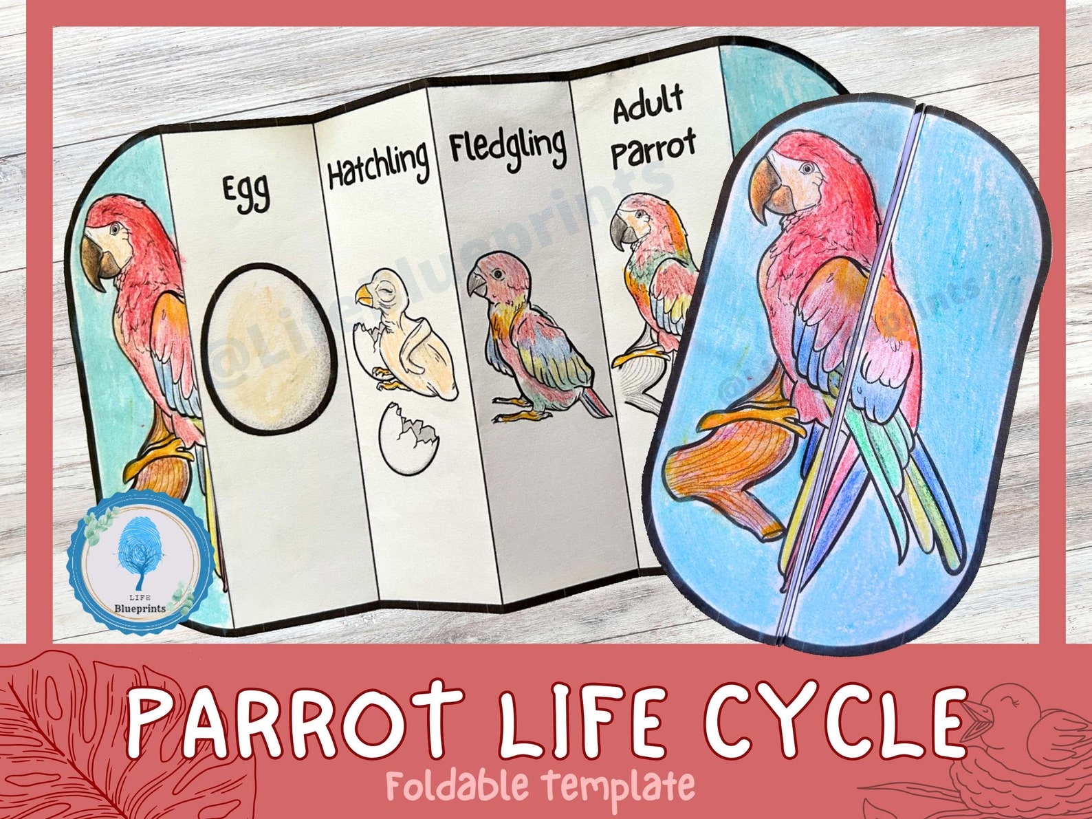 Foldable Parrot Life Cycle Learning Activity for Kids | A4 and 11x8.5 ...