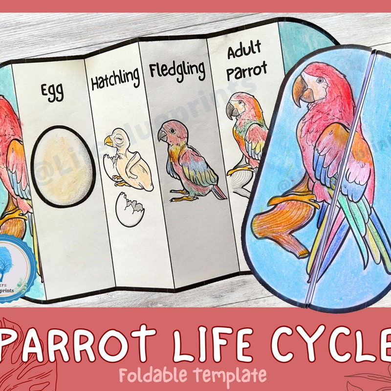 Parrot Bird Life - Etsy
