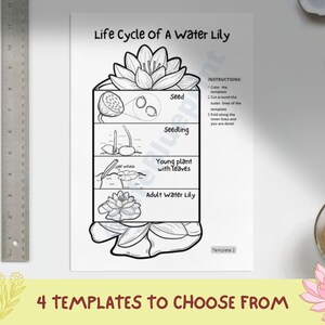 Foldable Water Lily Life Cycle Learning Activity for Kids - Etsy
