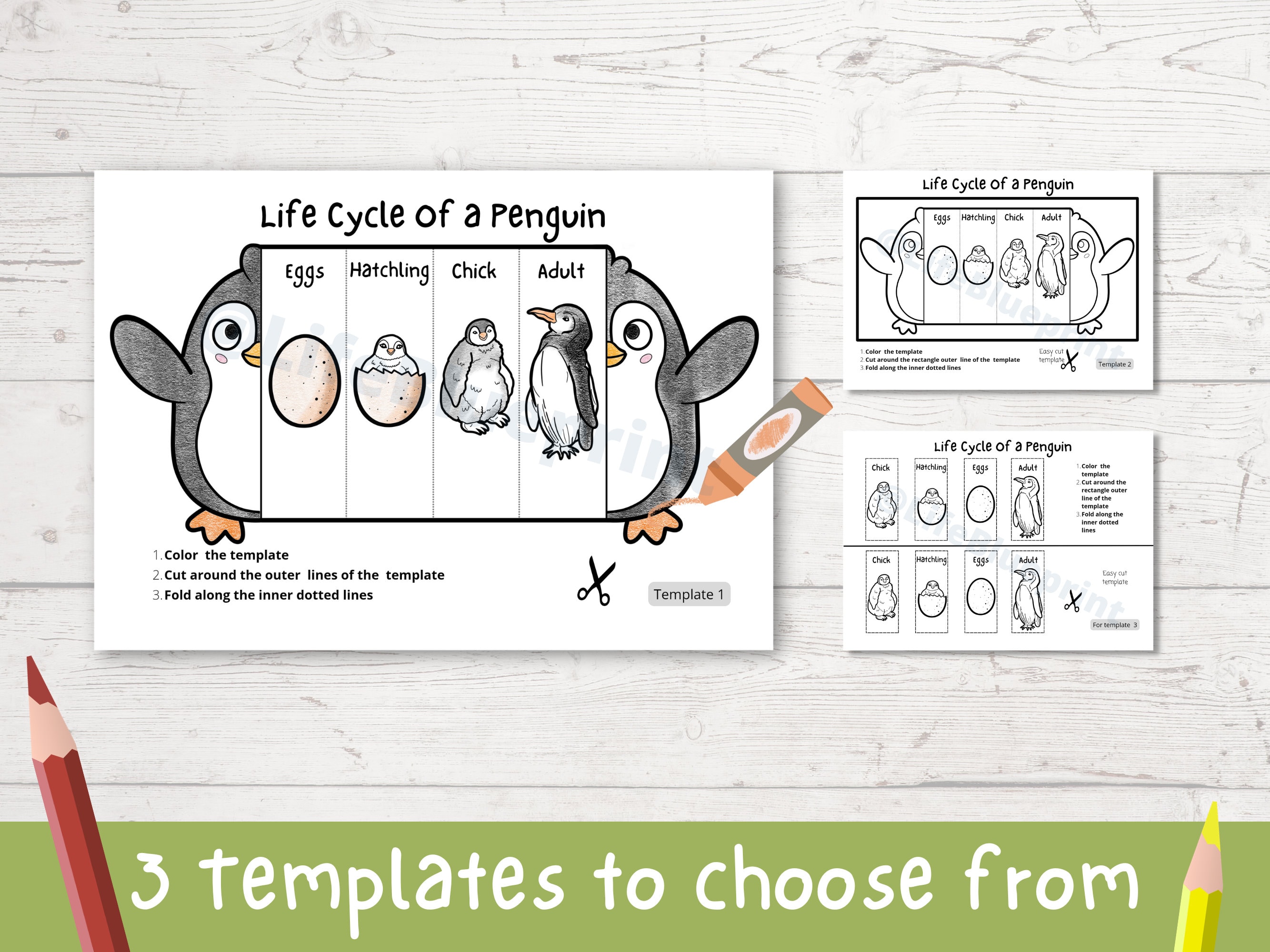 CHRISTMAS Life Cycle Bundle of 4, Foldable Crafts | Christmas Tree ...