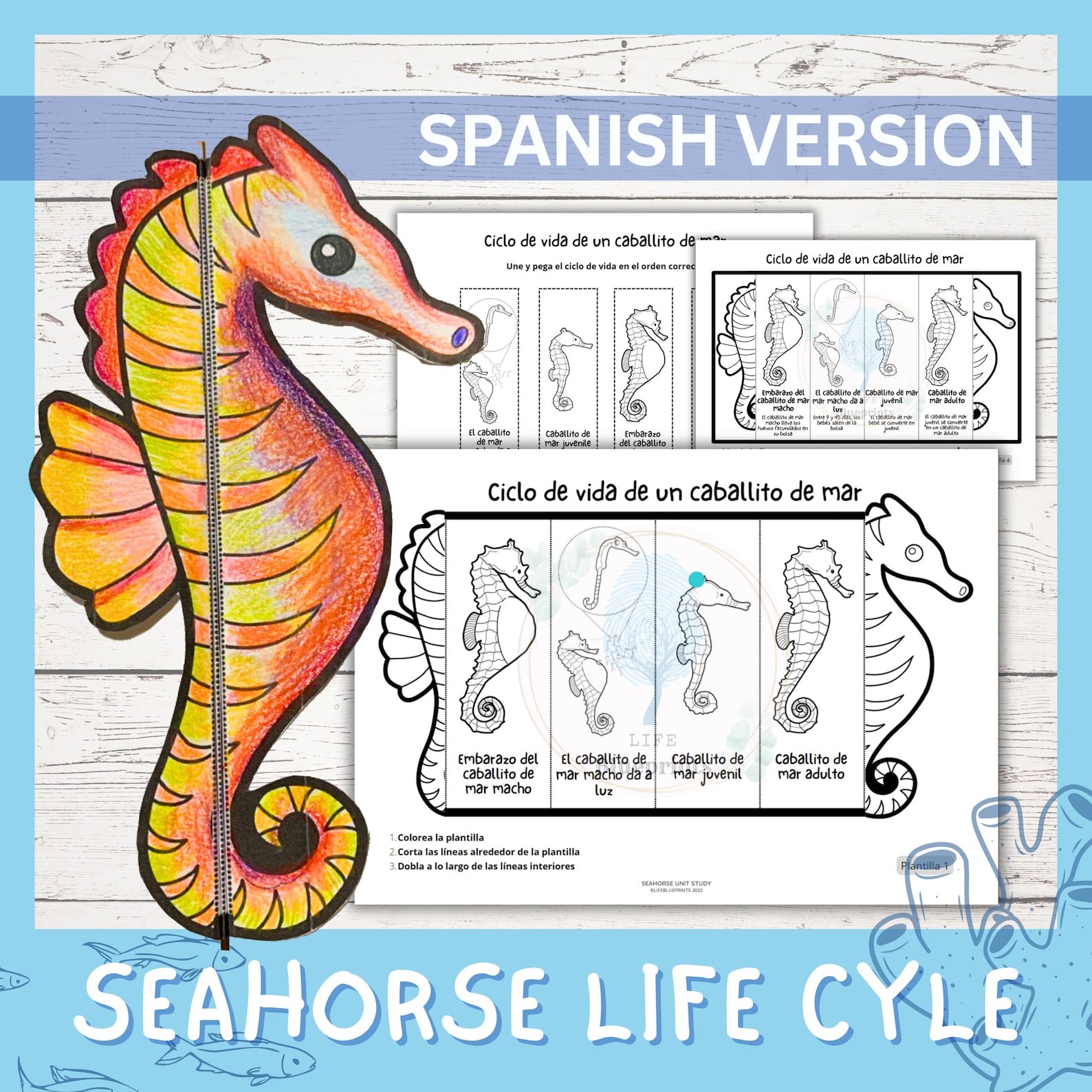 SPANISH Seahorse Life Cycle Learning Activity for Kids Marine Life Unit ...