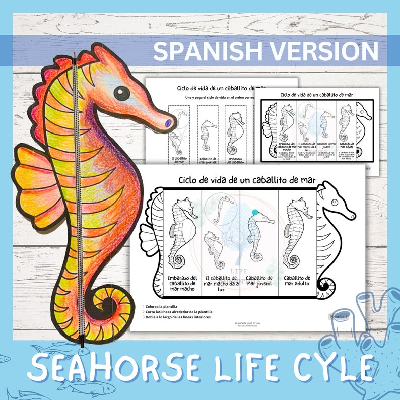 SPANISH Seahorse Life Cycle Learning Activity for Kids Marine Life Unit ...