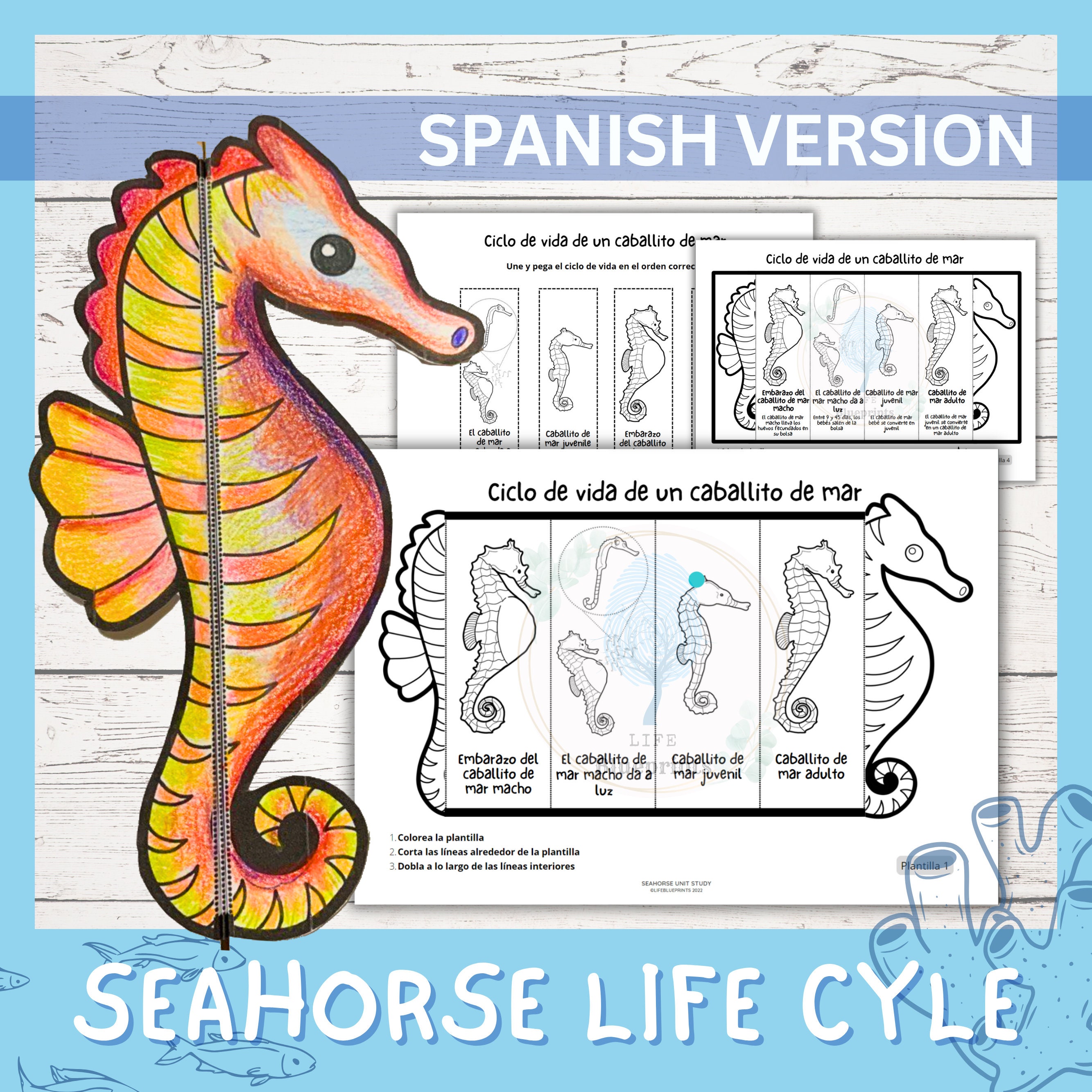 SPANISH Seahorse Life Cycle Learning Activity for Kids Marine Life Unit ...