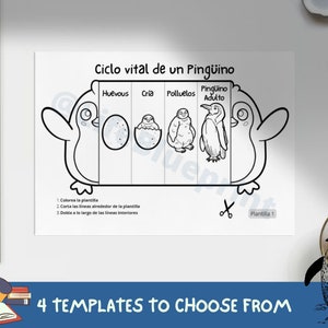 SPANISH Life Cycle of Penguin| Foldable Life Cycle Craft | Digital ...