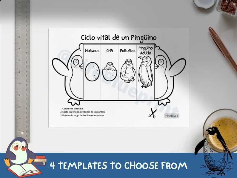 SPANISH Life Cycle of Penguin| Foldable Life Cycle Craft | Digital ...